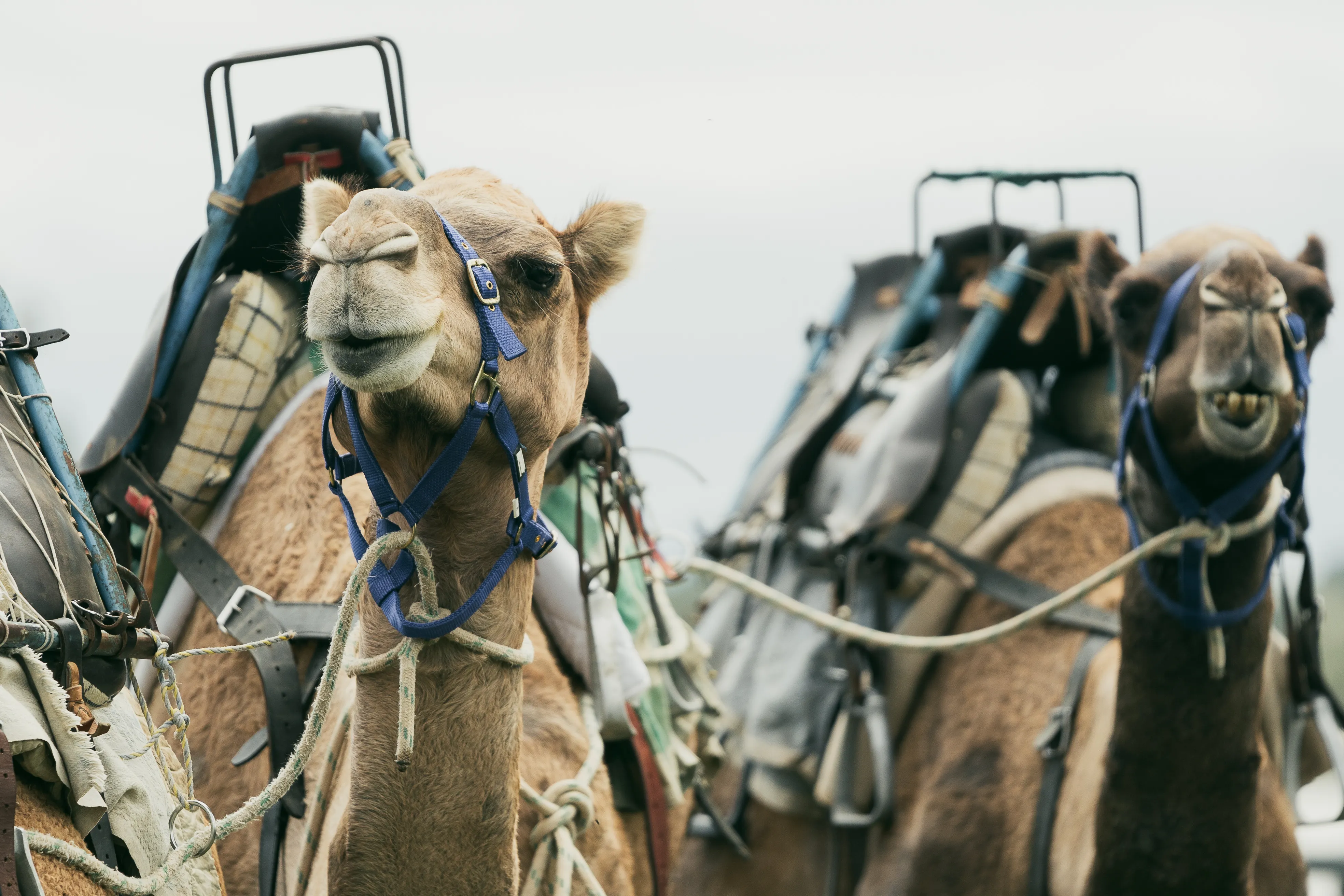 Great Drives for Sports Cars | Subaru Australia